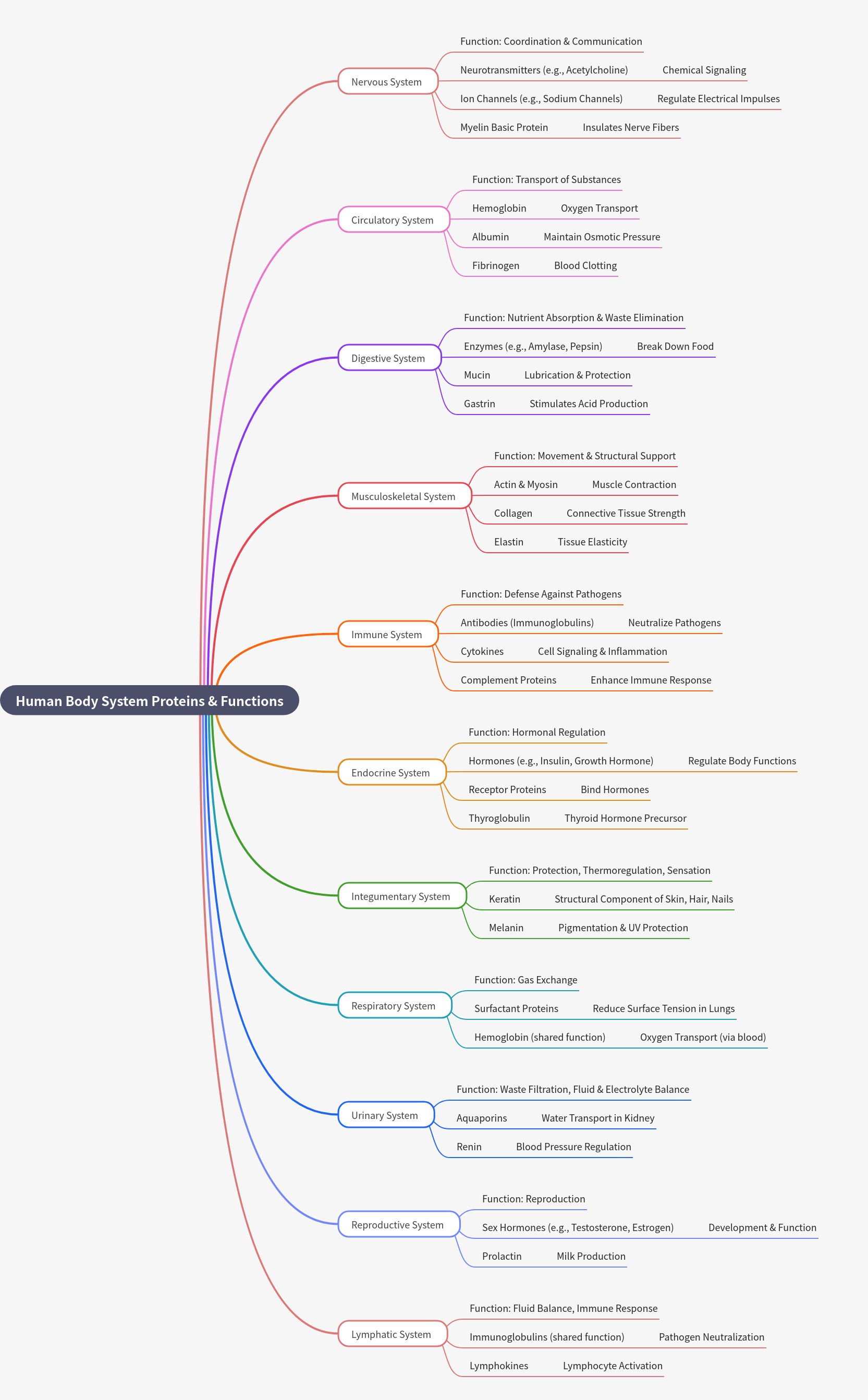 Human Body System Proteins and Their Functions